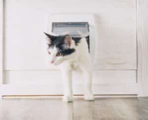 Uncovering the Mystery: Who Invented the Cat Flap? - House Happy